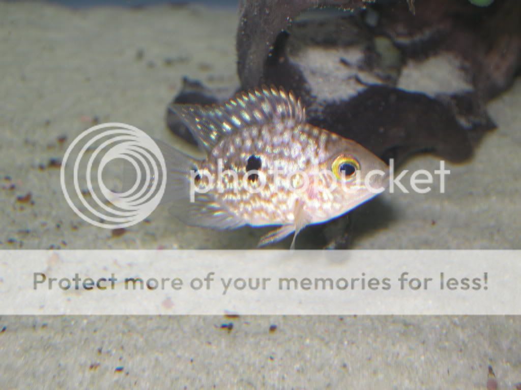 Shortbodied texas? | MonsterFishKeepers.com