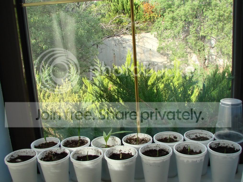 What newly germinating for you? - DISCUSSING PALM TREES WORLDWIDE ...