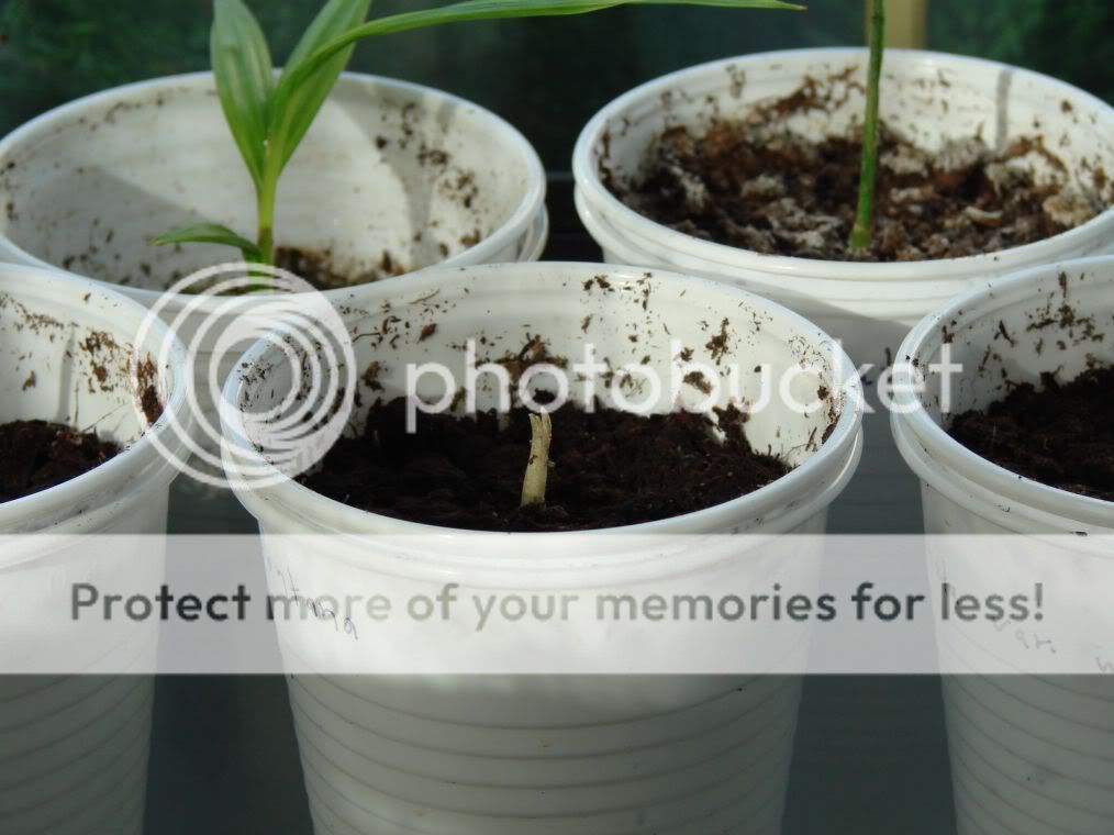 What newly germinating for you? - DISCUSSING PALM TREES WORLDWIDE ...