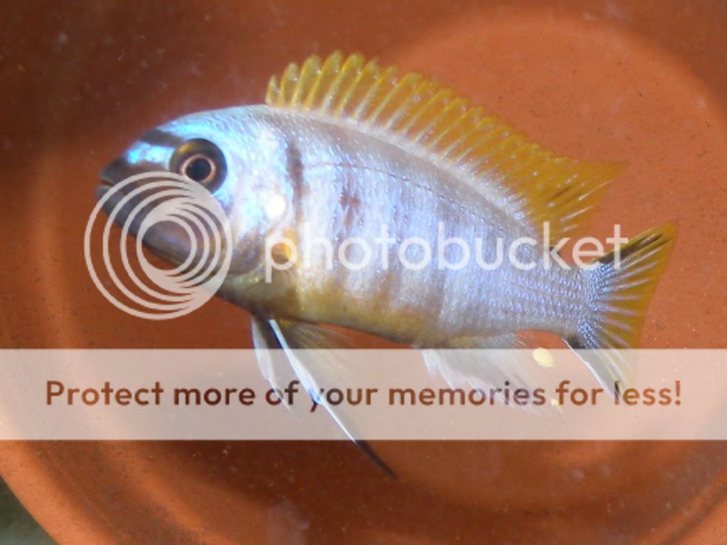 Tanks, angelfish, filter, cichlids in Phoenix, Arizona ...