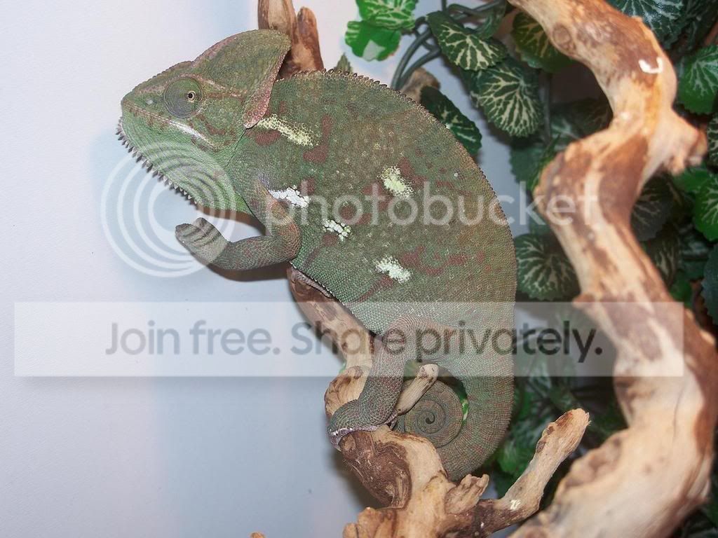 Sex of Chameleon | Reptile Forums