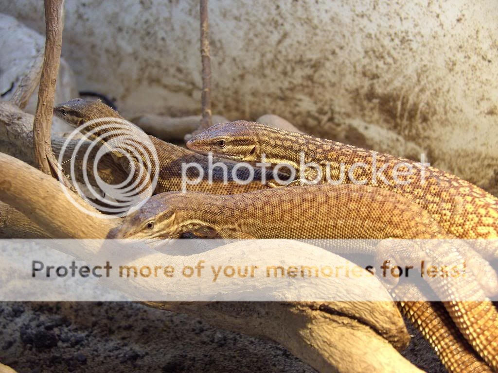 monitor lizards | Reptile Forums