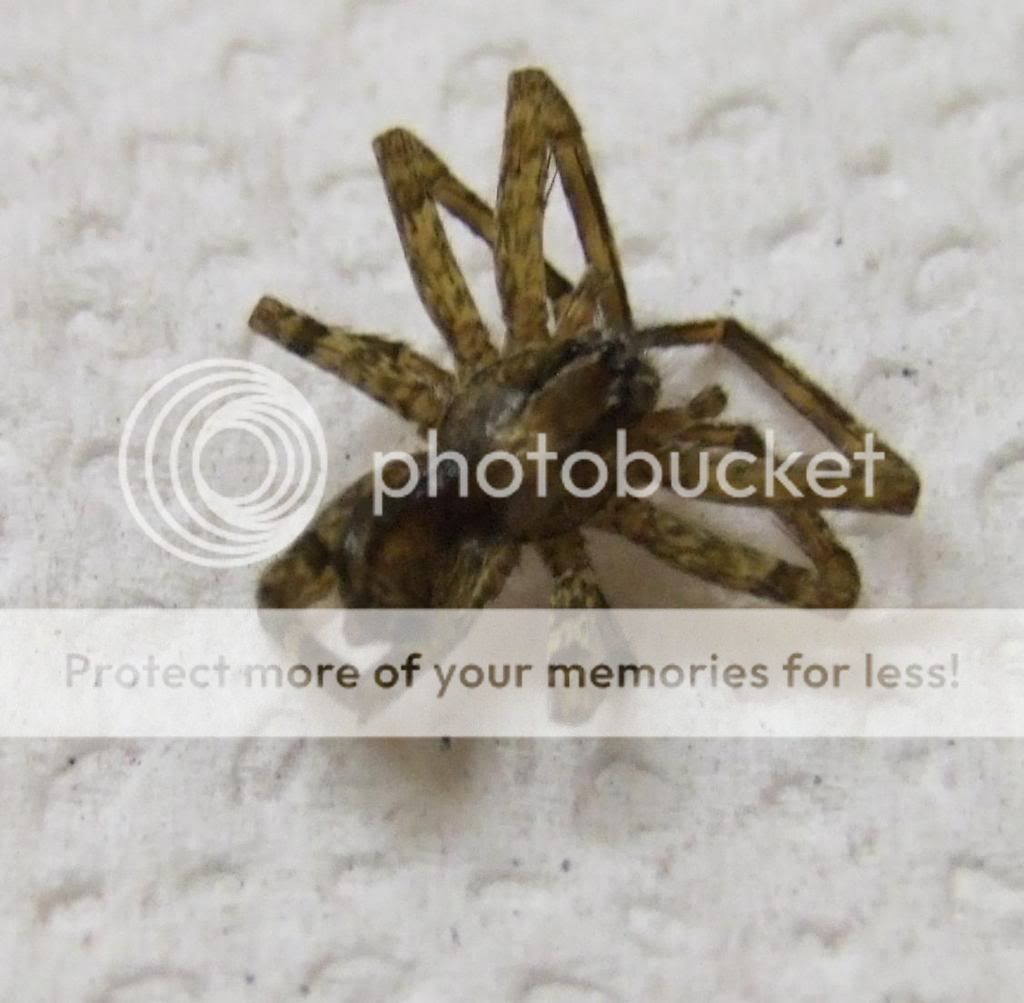 Is there a way to tell if my spider's either dead or molting? : r/spiders