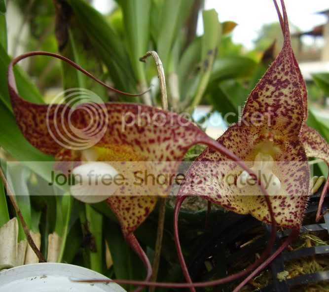 My Draculas - Orchids - Carnivorous Plants UK